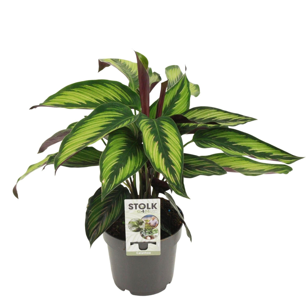Calathea majestica 'Princeps' – Pianta della preghiera – vaso da 14 cm